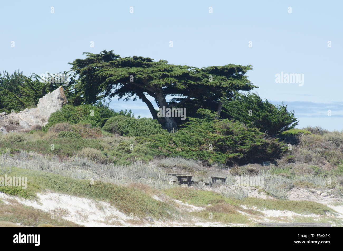 Cypress tree on the 17 mile drive, Pebble Beach, Monterey Peninsula ...