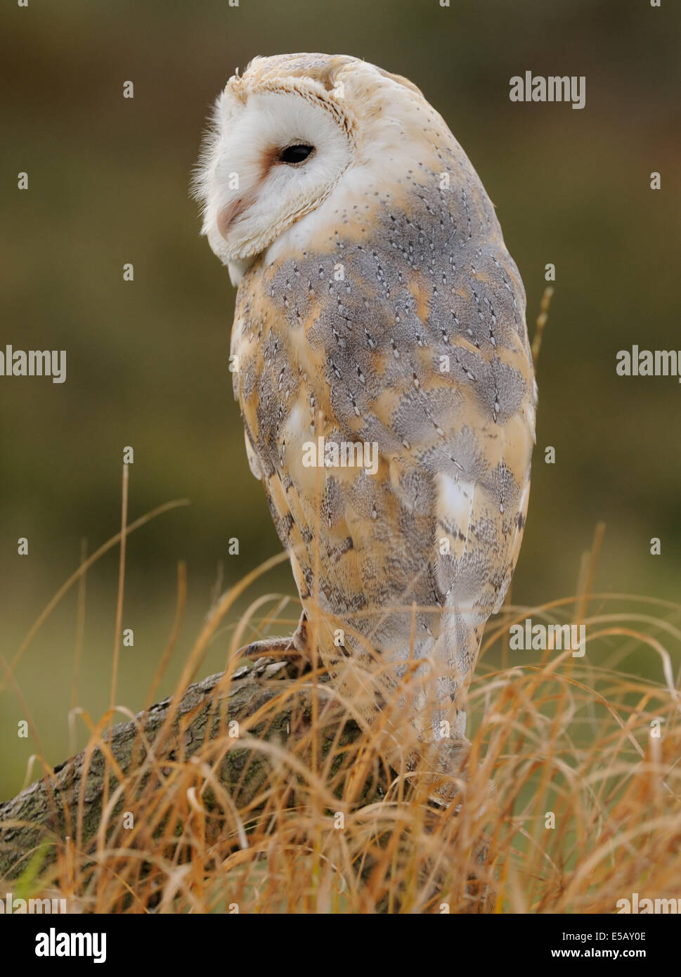 Barn Owl photographed n the middle of autumn colored vegetation at a ...