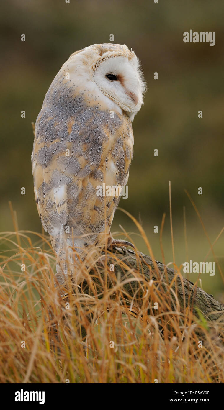 Barn Owl photographed n the middle of autumn colored vegetation at a ...