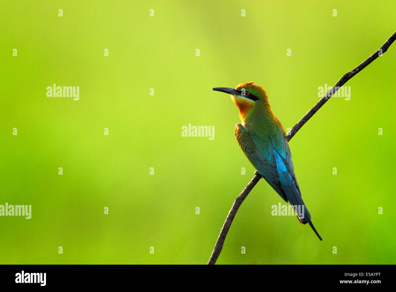 Blue Tailed Bee-eater Stock Photo - Alamy