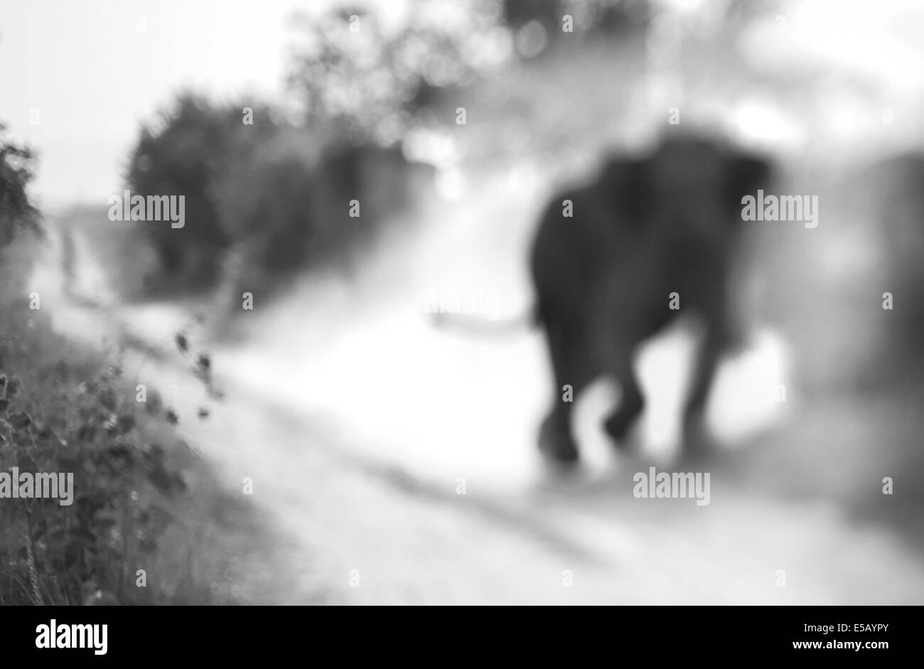 Conflict and Conservation Stock Photo - Alamy