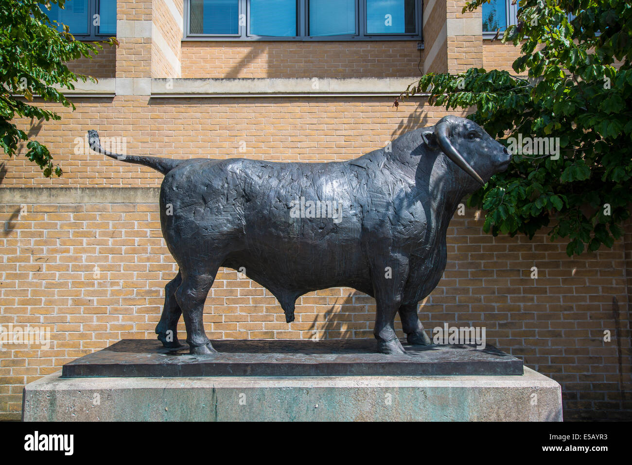 Bull statue public sculpture oxford england hi-res stock photography ...