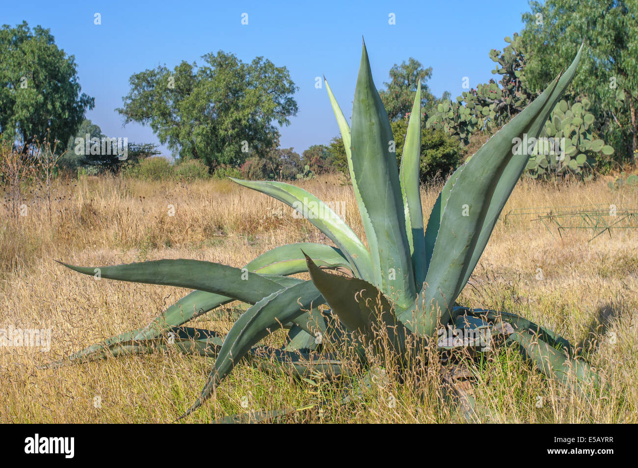 Agave plant mexico hi-res stock photography and images - Alamy