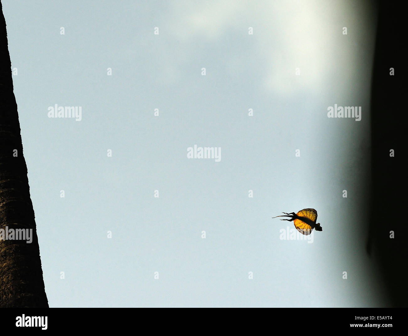 Flying lizard hi-res stock photography and images - Alamy