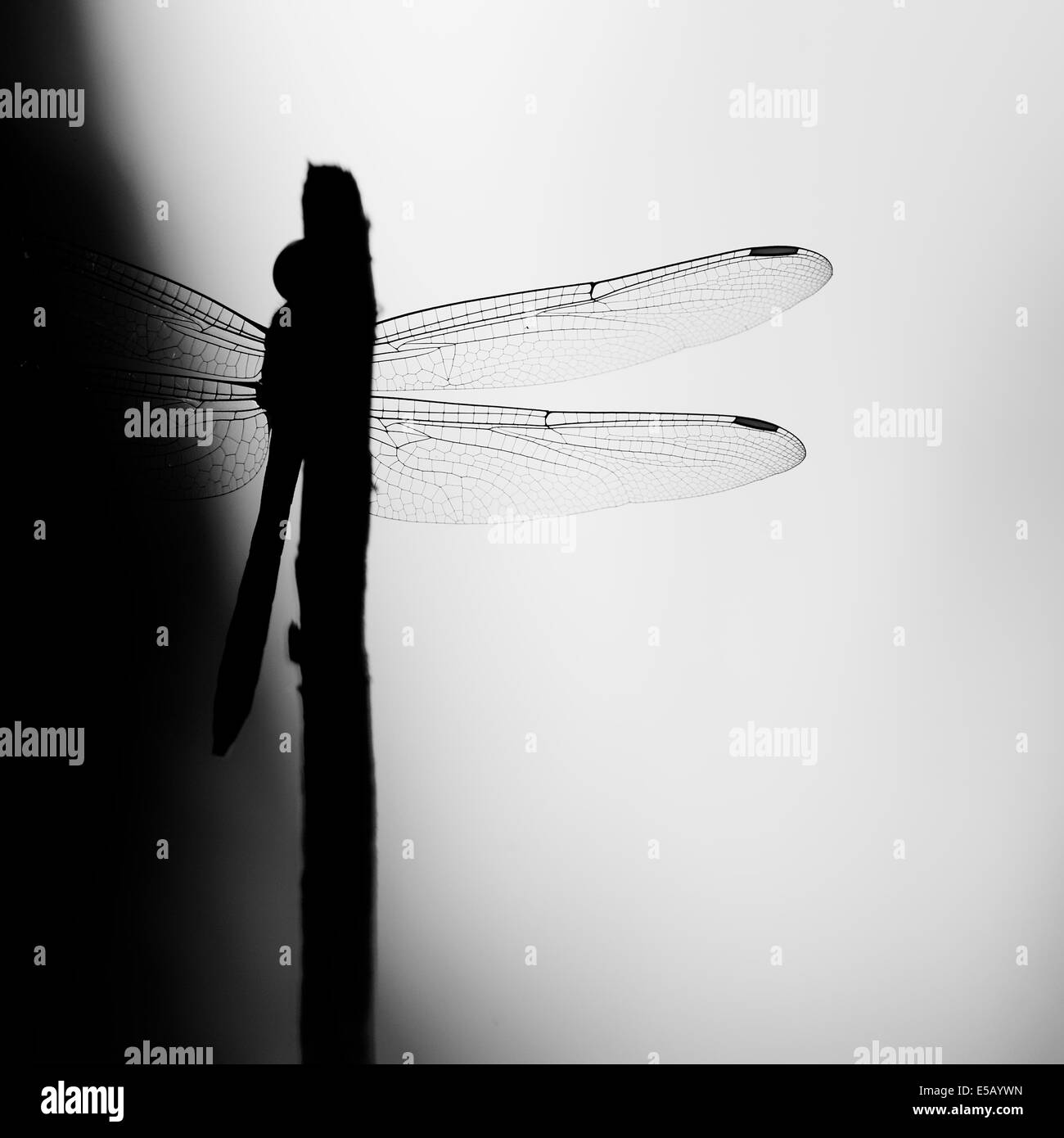 Shadow dragon Black and White Stock Photos & Images - Alamy