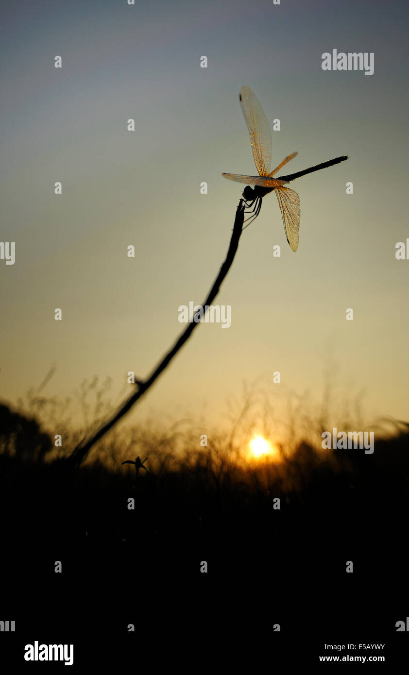 Dragonfly sunrise hi-res stock photography and images - Alamy