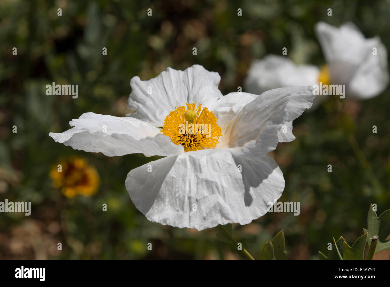 California poppy flower closeup hi-res stock photography and images - Alamy