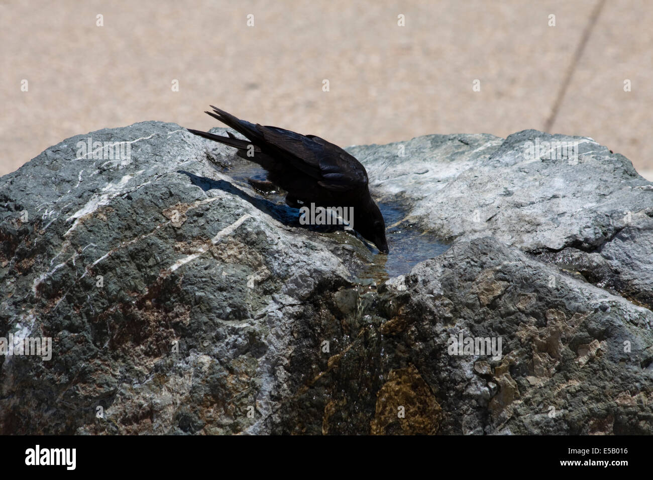 A crow taking a drink of water from a stone fountain in Monterey ...