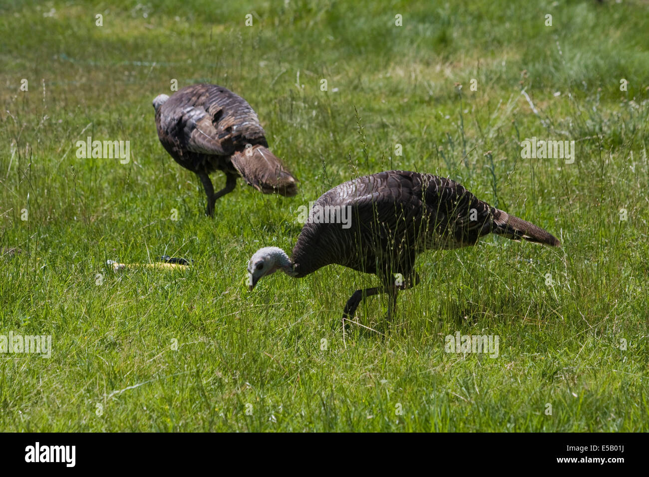 Wild hens searching for food Stock Photo - Alamy