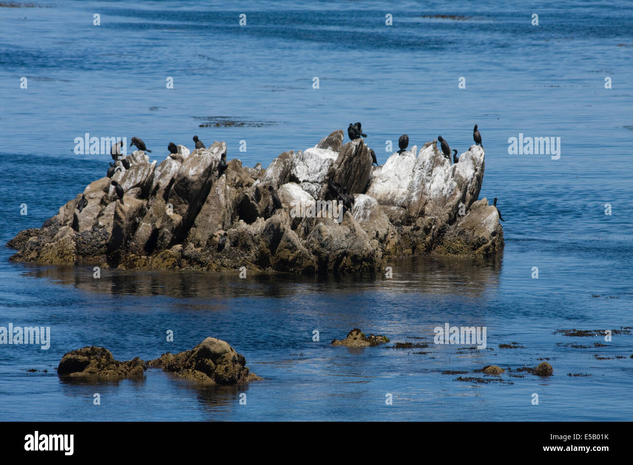 Monterey birds hi-res stock photography and images - Alamy