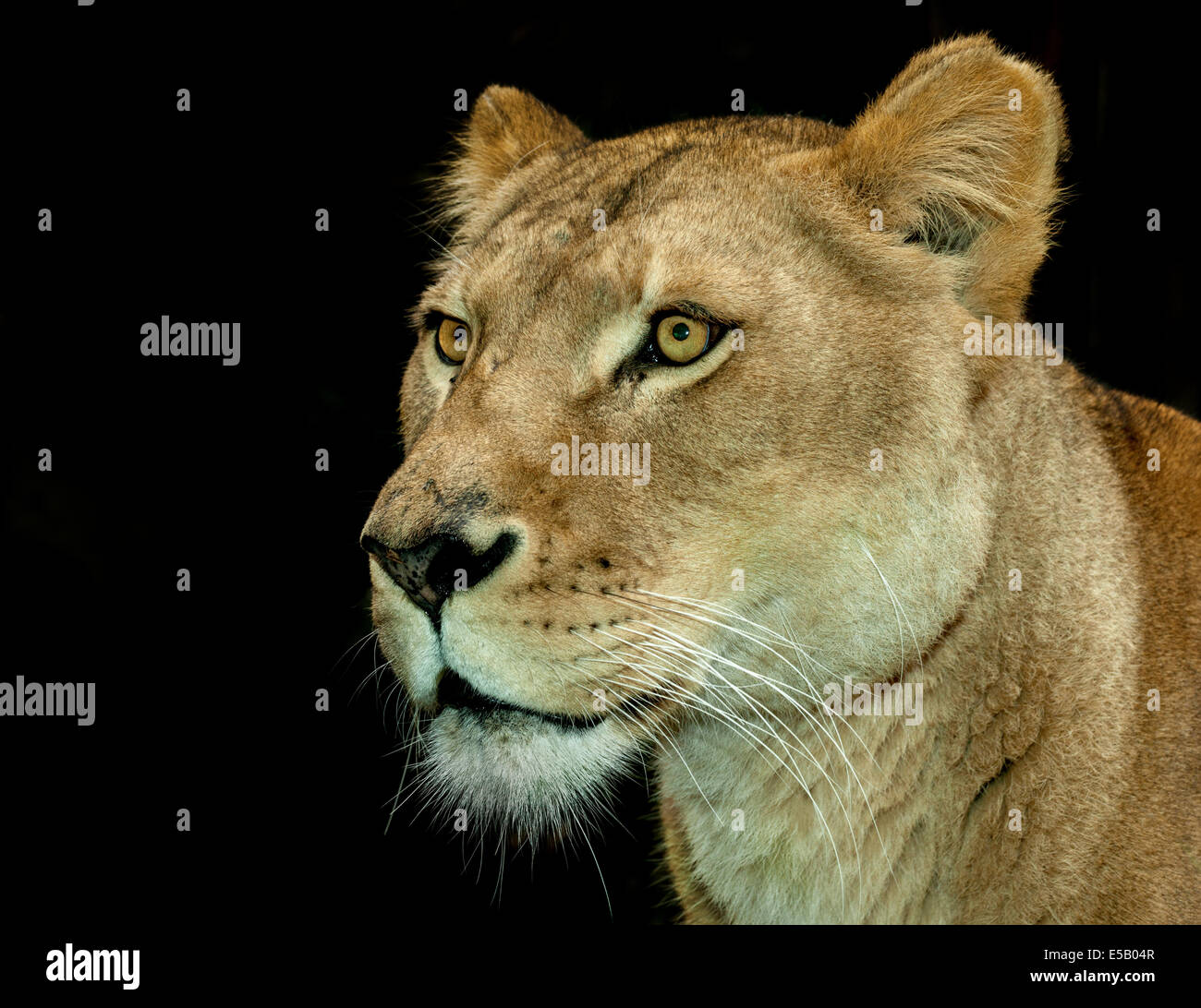 beautiful lions from africa Stock Photo - Alamy