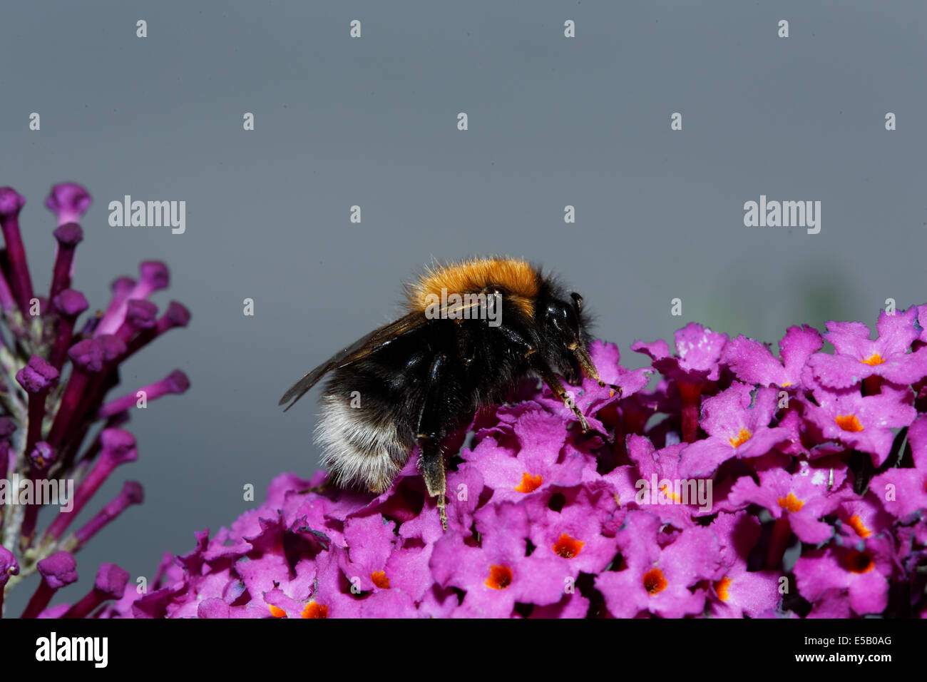 Bumble bee on budlia hi-res stock photography and images - Alamy