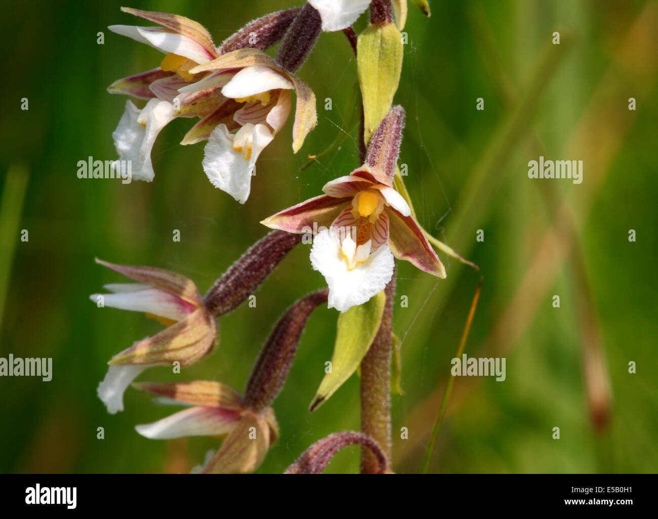 A close-up of a Marsh Helleborine flower at Upton Fen Nature Reserve ...