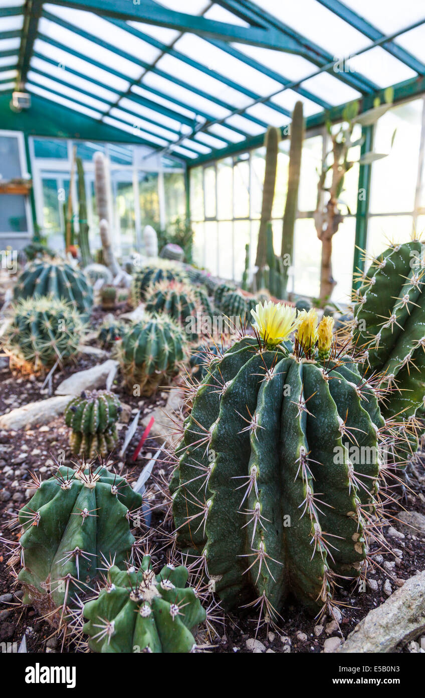 Interior of a cactus greenhouse; detail of the plantation banch Stock ...
