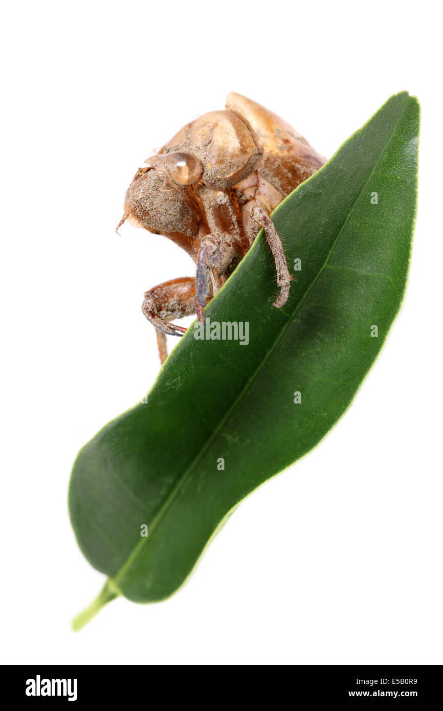 Empty cicada shell hi-res stock photography and images - Alamy