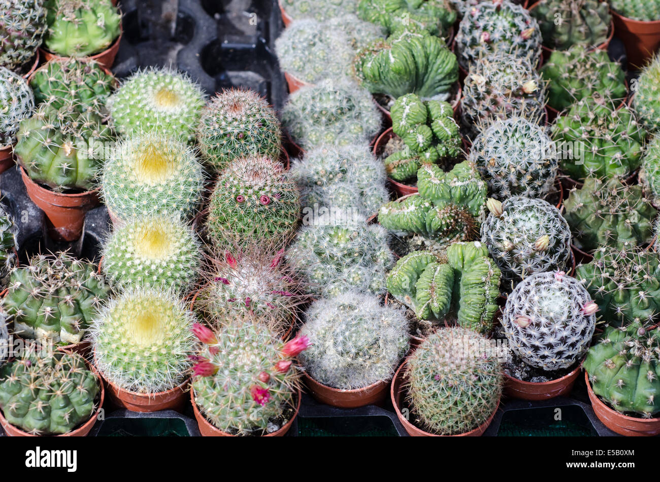 Cactus plants on vase in a market of plants Stock Photo - Alamy