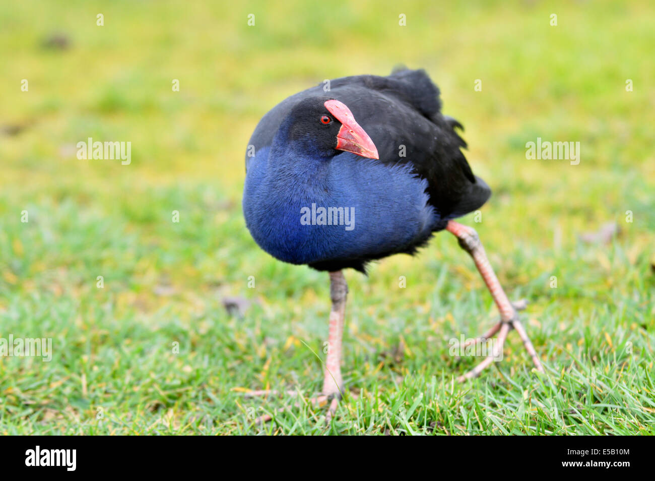 Australian native waterbird hi-res stock photography and images - Alamy