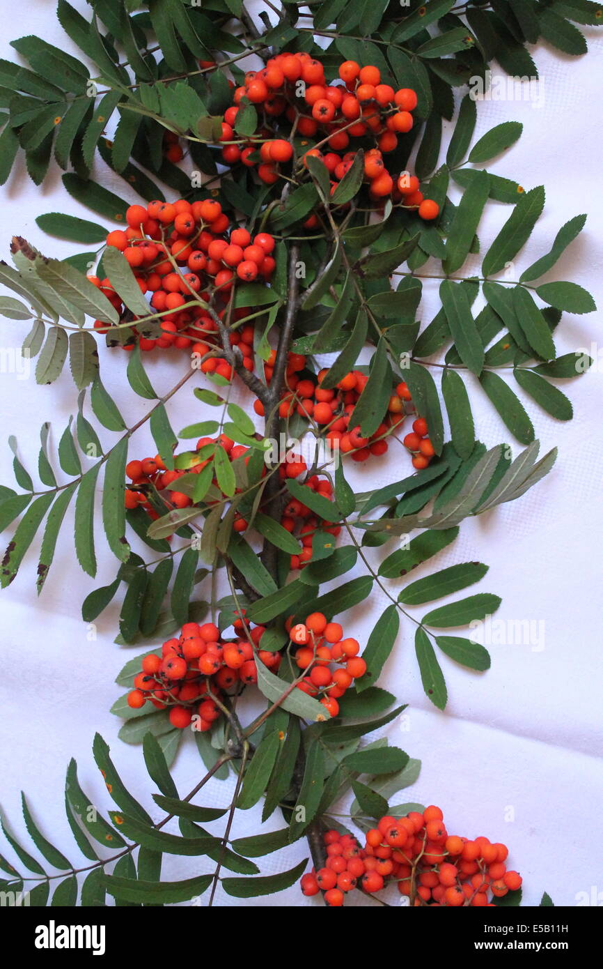 long, big, branch of rowan tree with green leaves and ripen orange ...