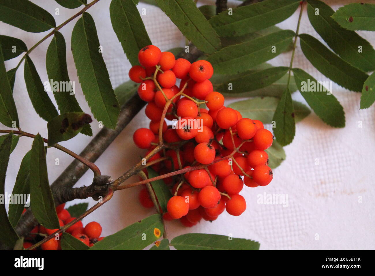 orange berries with leaves on wooden branch of the wild rowan tree ...