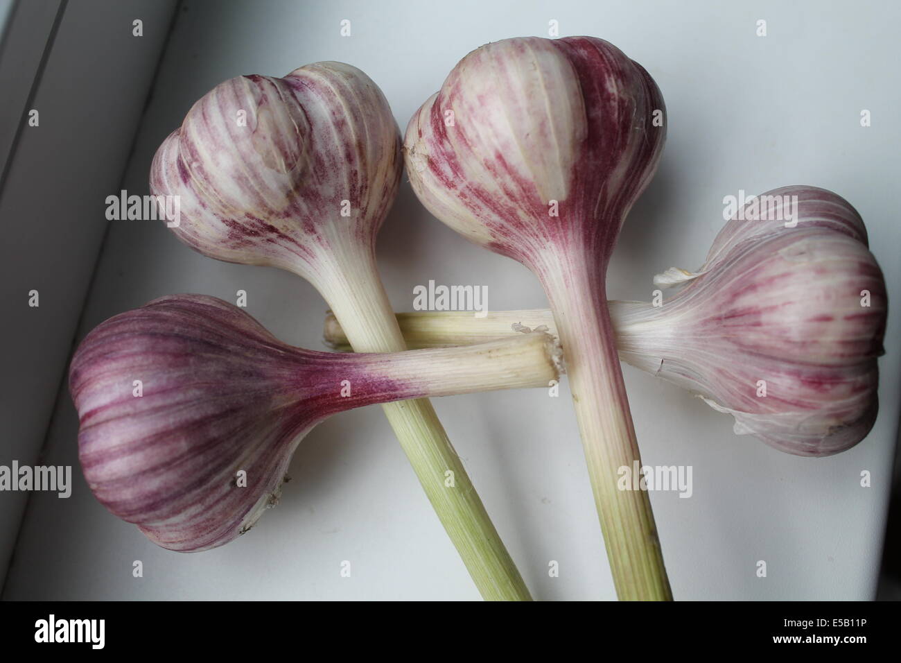 tie of spicy effing young pink garlic Stock Photo - Alamy