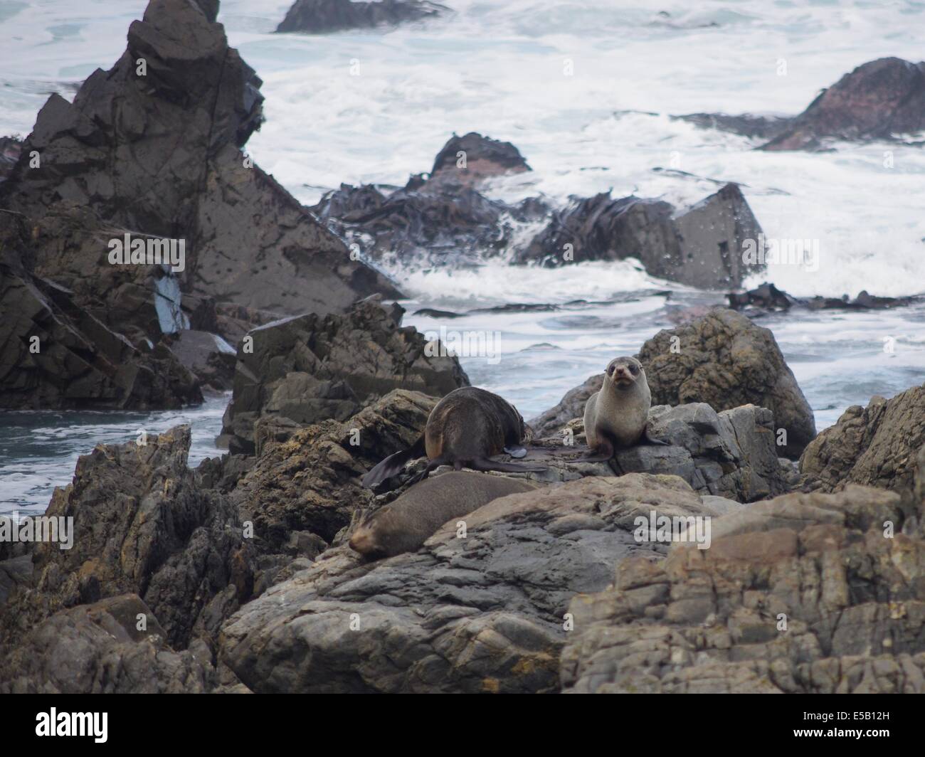 Wellington, New Zealand. 26th July, 2014. Sea dogs rest on the reef ...
