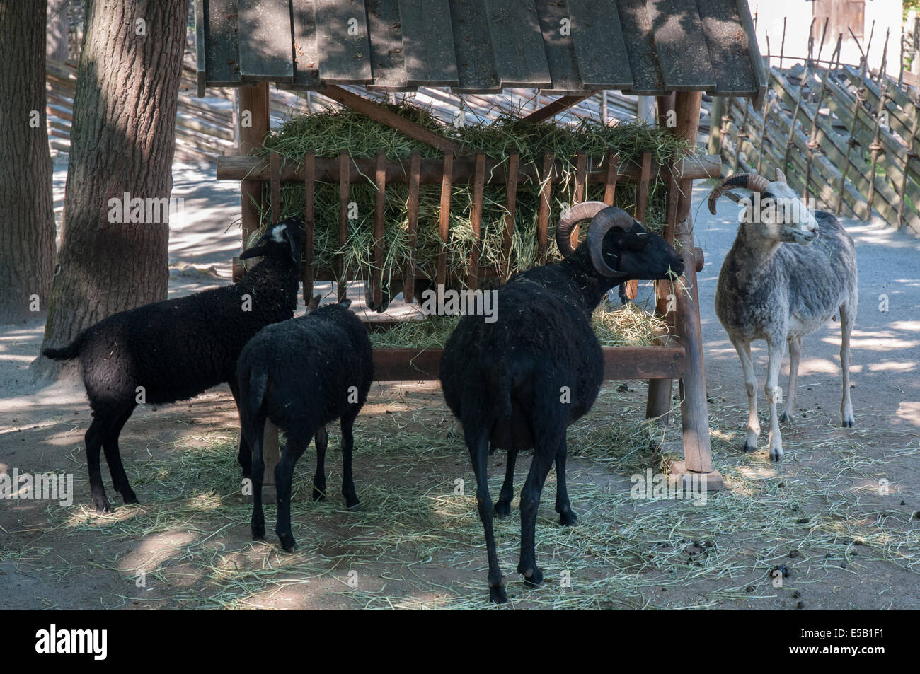 Goats browsing at Skansen open air museum, Djurgarden, Stockholm Stock ...