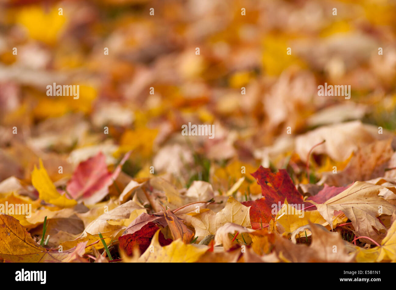Foliage in the bottom of a ground in fall Stock Photo - Alamy