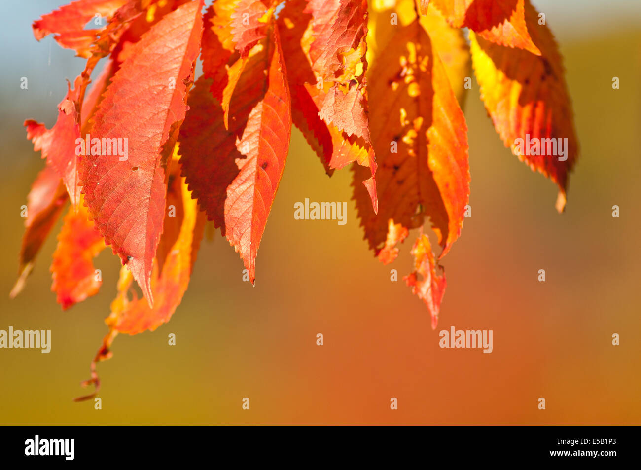 Autumn fall foliage coloring colors hi-res stock photography and images ...