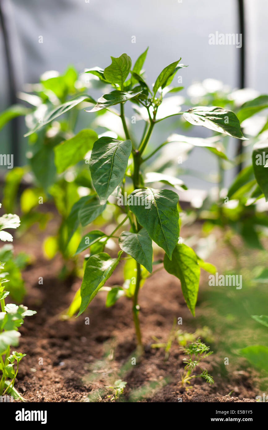 Paprika garden not tomato hi-res stock photography and images - Alamy