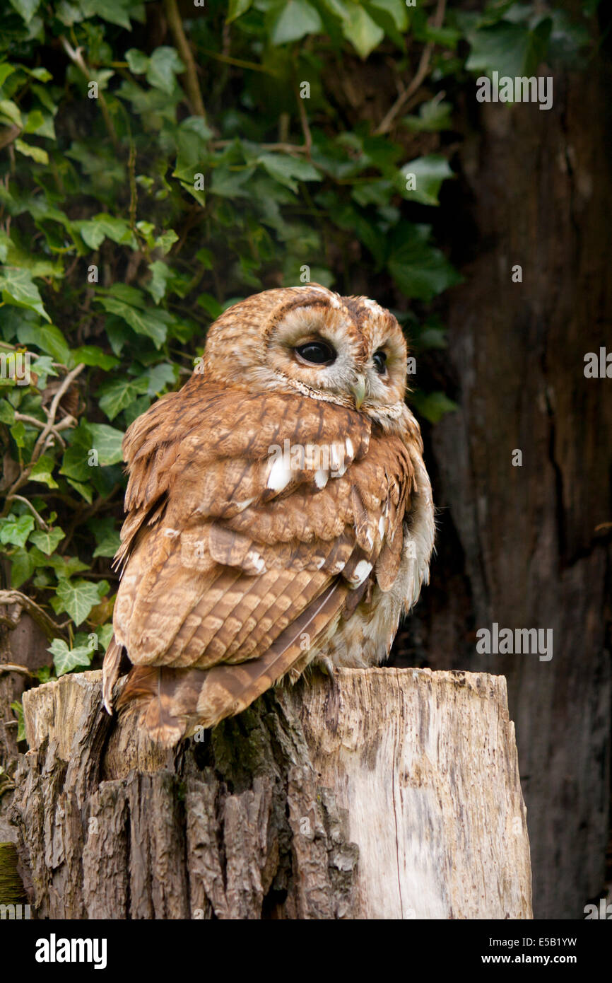Tawny owls tree hi-res stock photography and images - Alamy