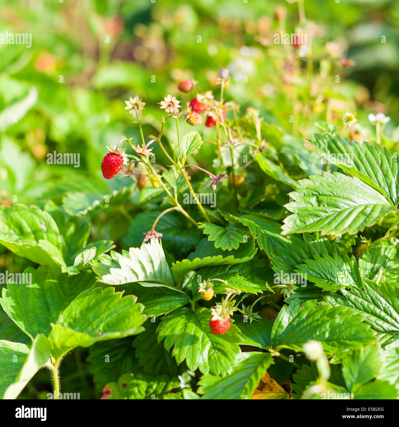 Wild strawberry in the garden, closeup Stock Photo - Alamy