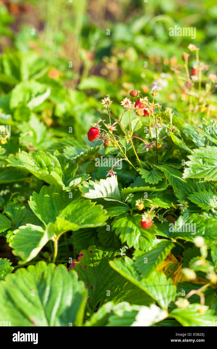 Wild strawberry in the garden, closeup Stock Photo - Alamy