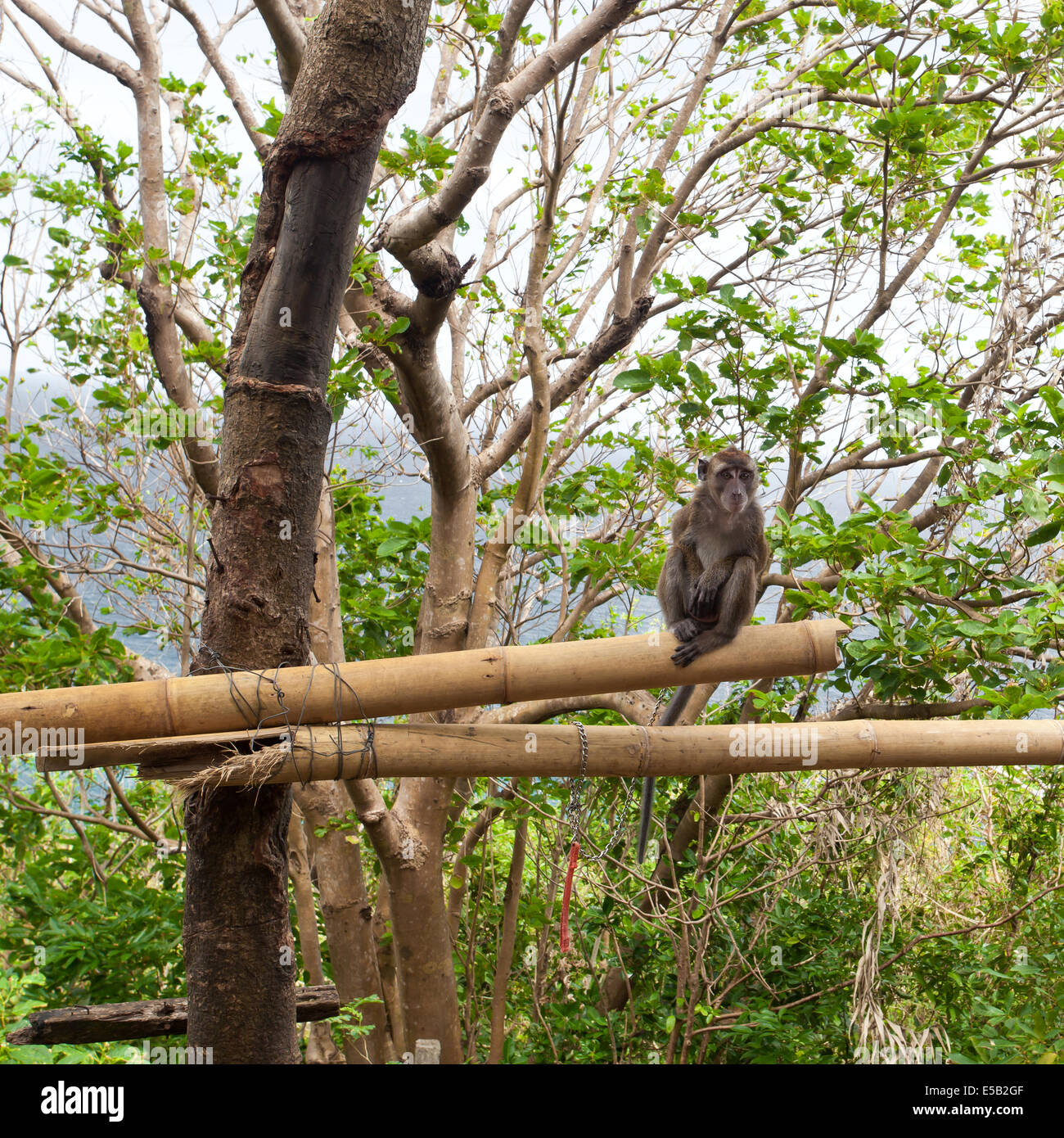 Ape in tree hi-res stock photography and images - Alamy