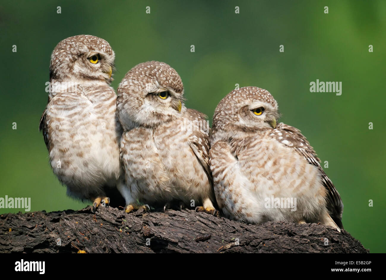 Owlets and owl hi-res stock photography and images - Alamy