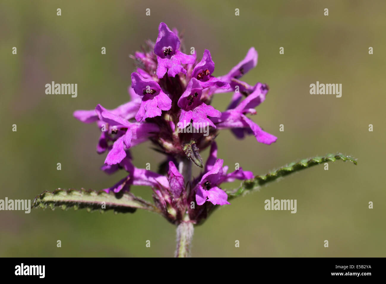 Stachys hi-res stock photography and images - Alamy