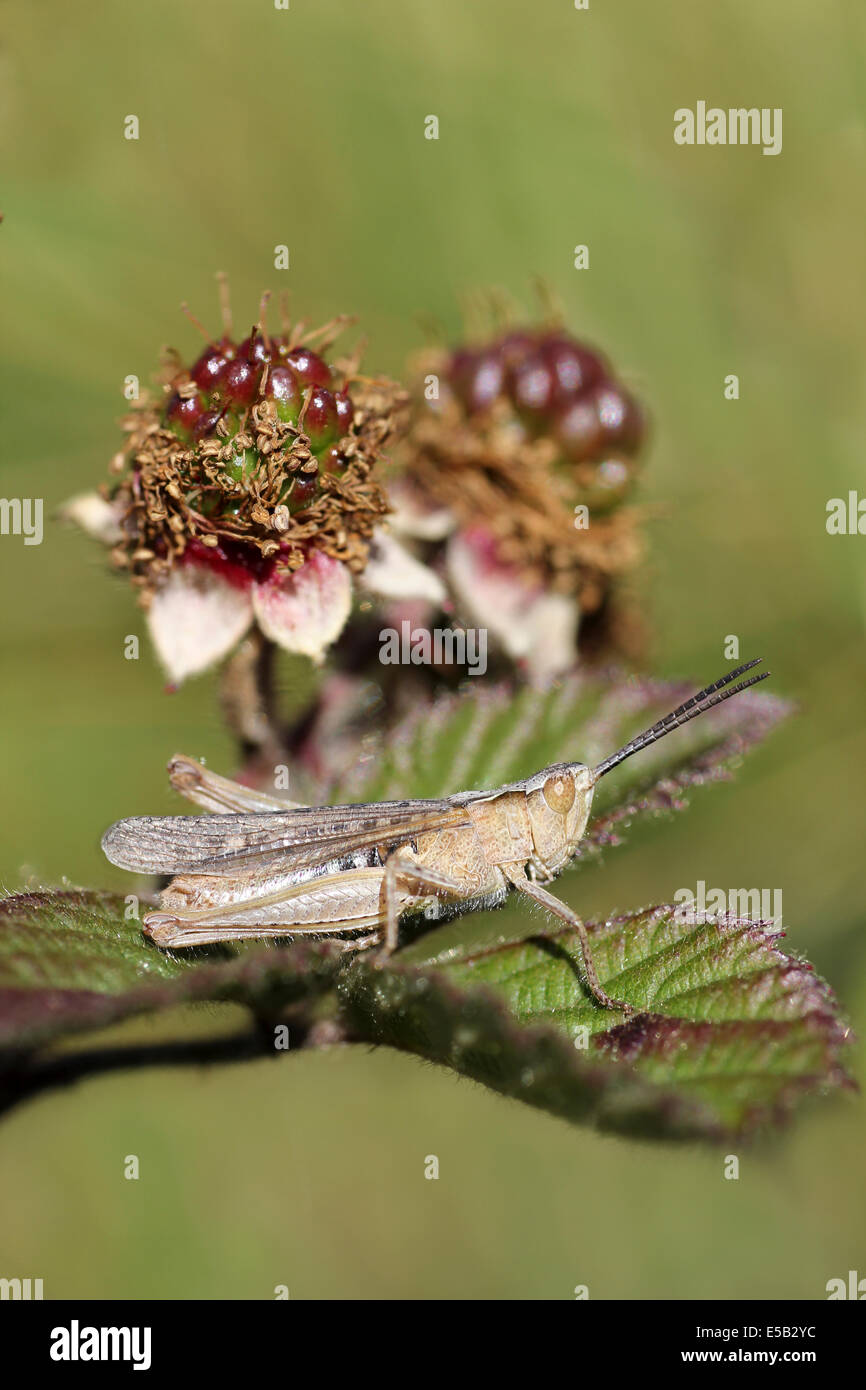Field grasshopper common field grasshopper hi-res stock photography and ...