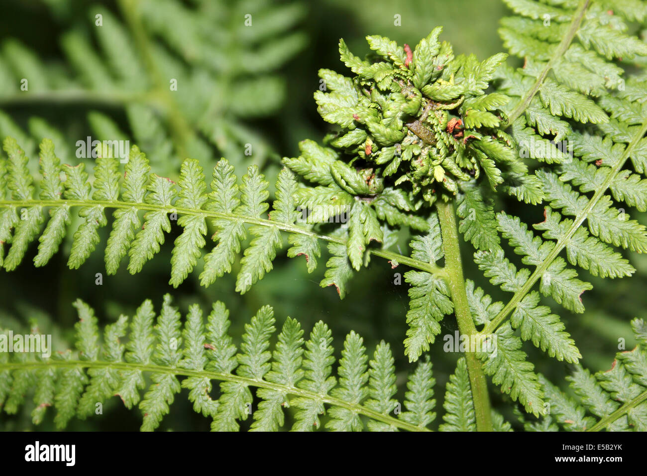 Galls caused by insect hi-res stock photography and images - Alamy