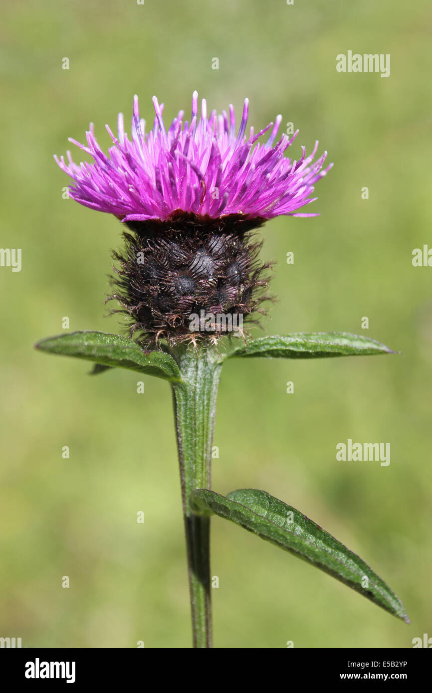 Common Knapweed Centaurea nigra Stock Photo - Alamy