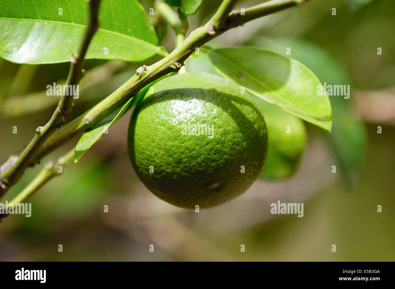 Lime tree with lime fruits Stock Photo - Alamy