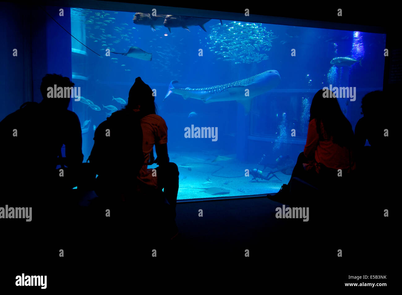 Whale shark, sharks, fish, sea animals, scuba diver swimming in water ...