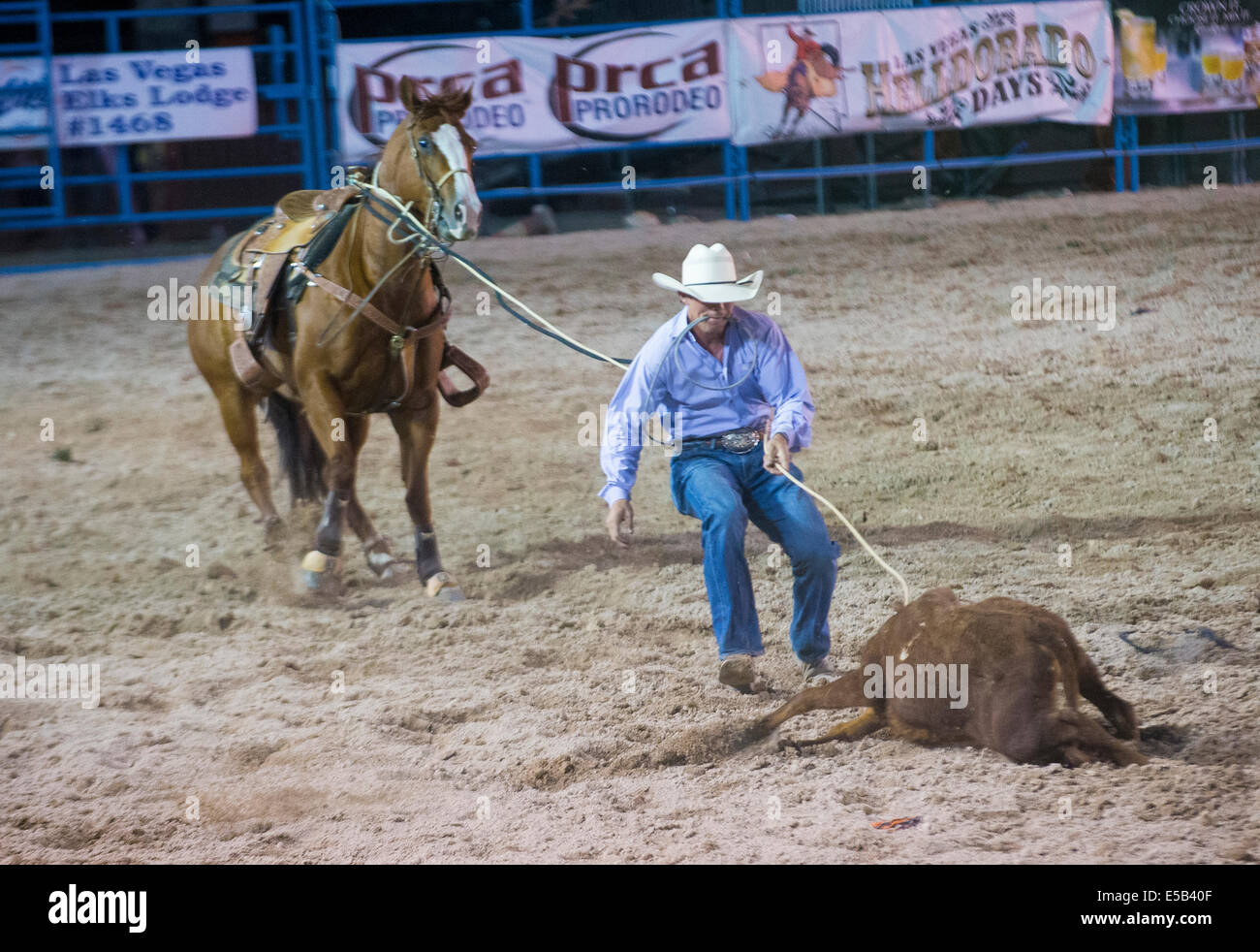 Cowboy Participating in a Calf roping Competition at the Helldorado ...