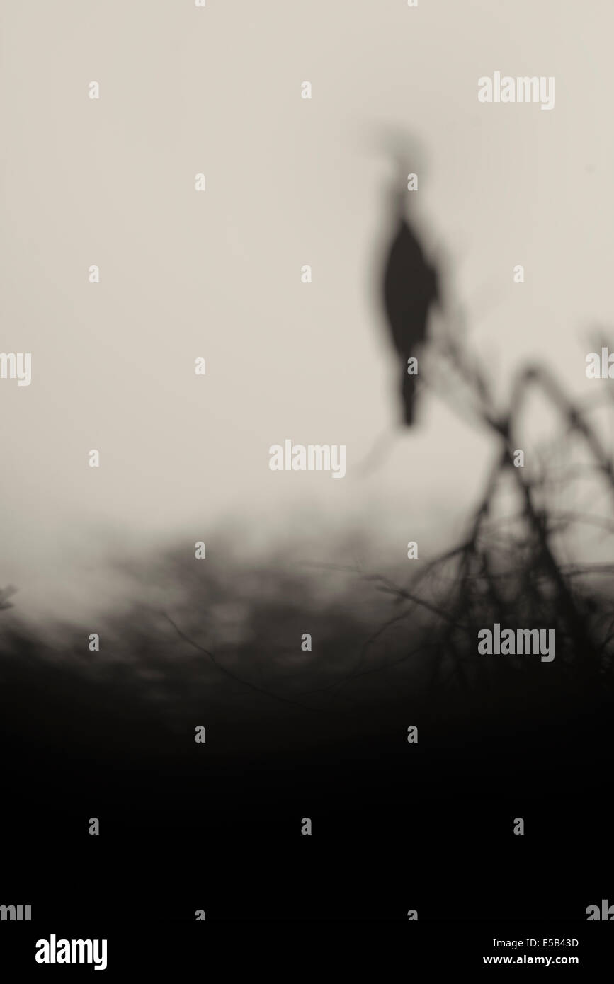 Beautiful bird fine arts hi-res stock photography and images - Alamy