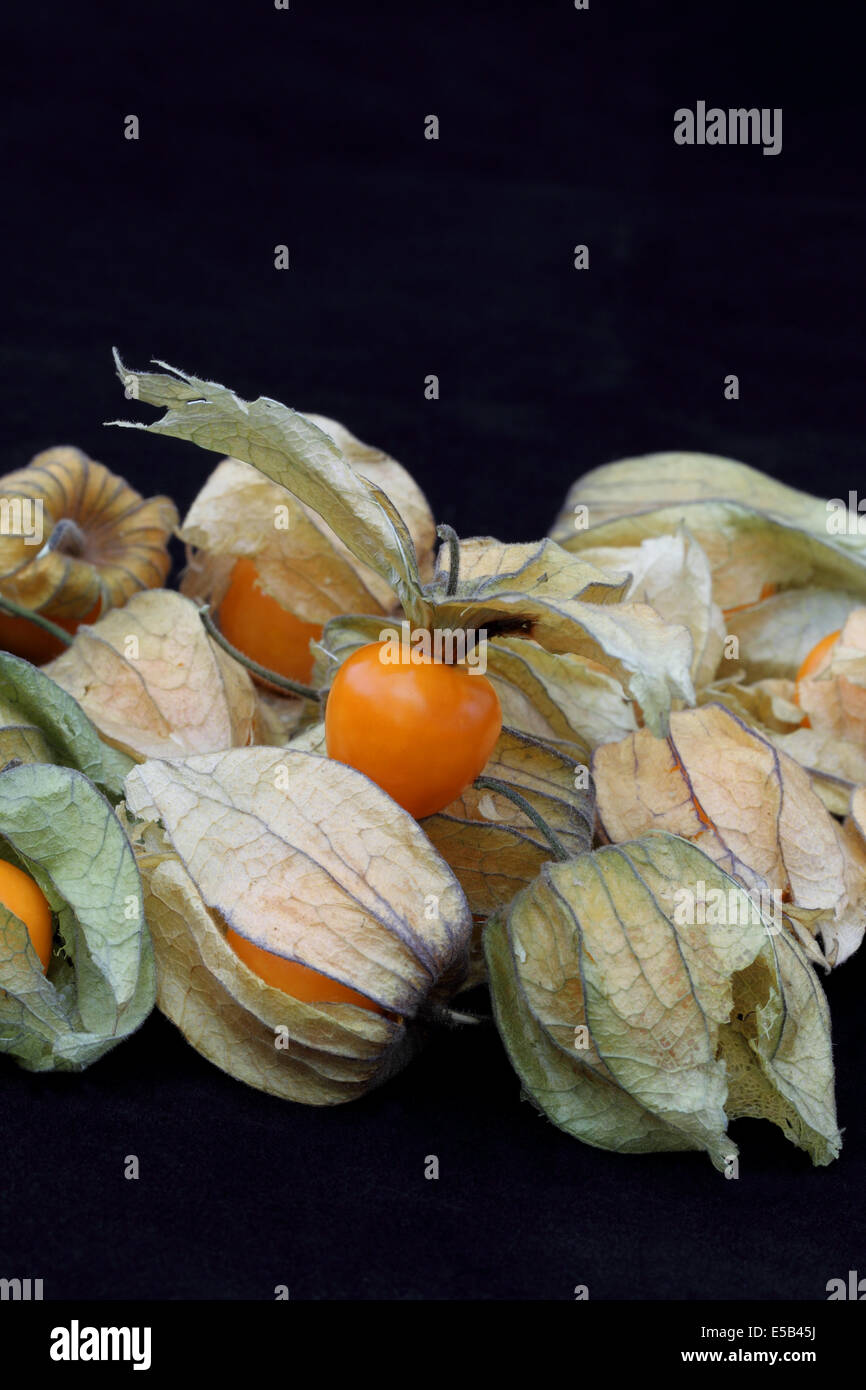 physalis peruviana cape gooseberry Stock Photo - Alamy