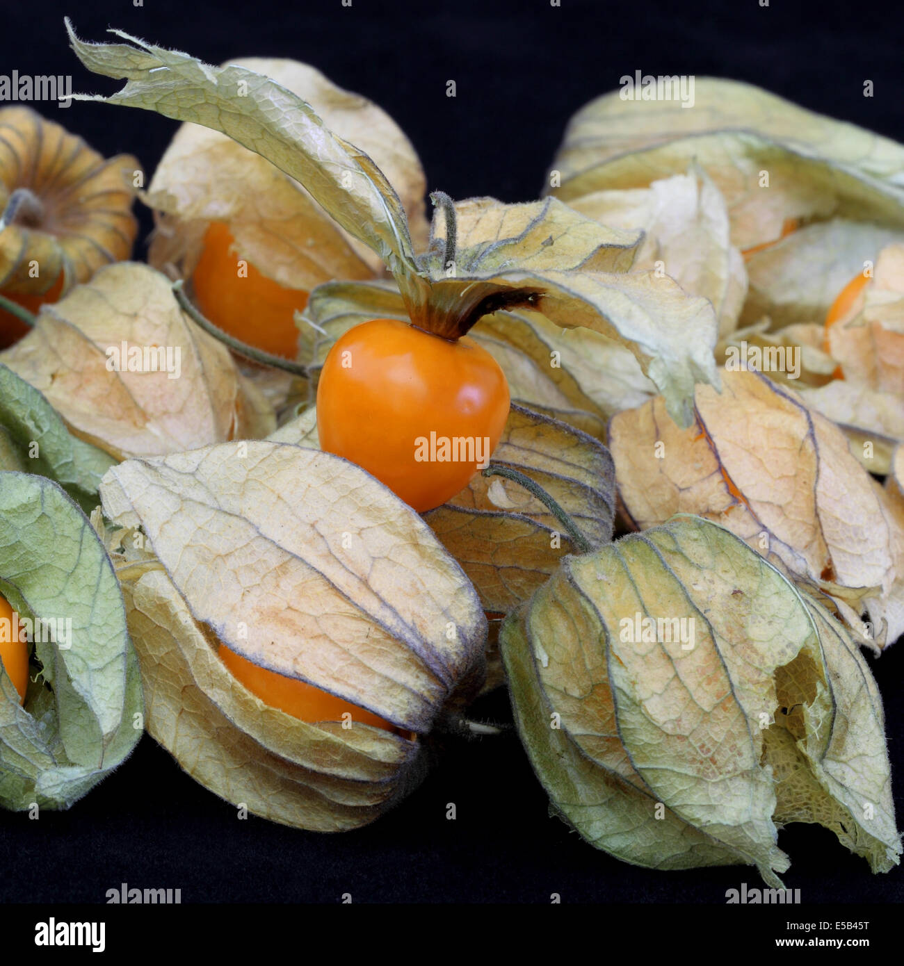 physalis peruviana cape gooseberry Stock Photo - Alamy