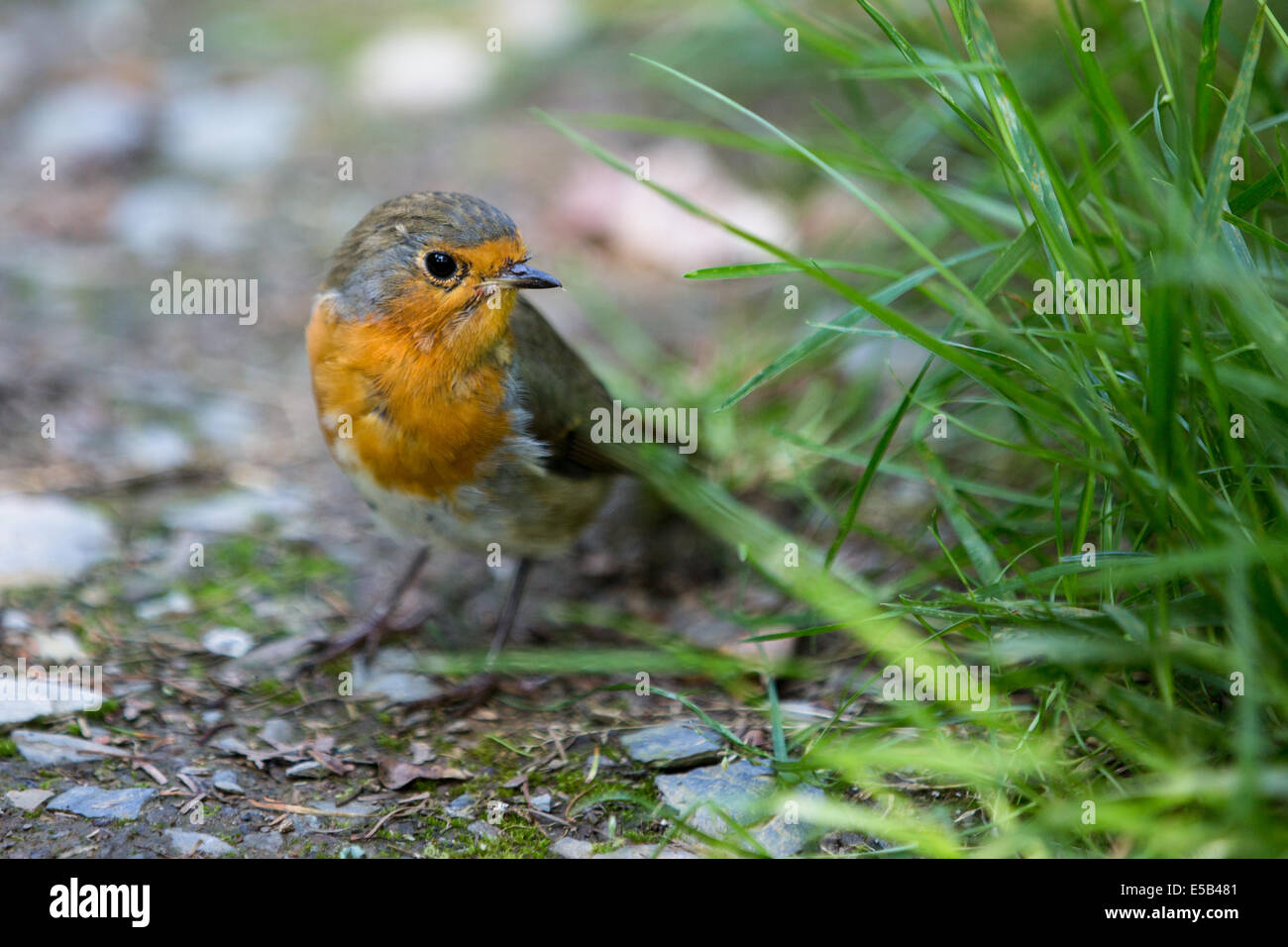 Little red robin hi-res stock photography and images - Alamy