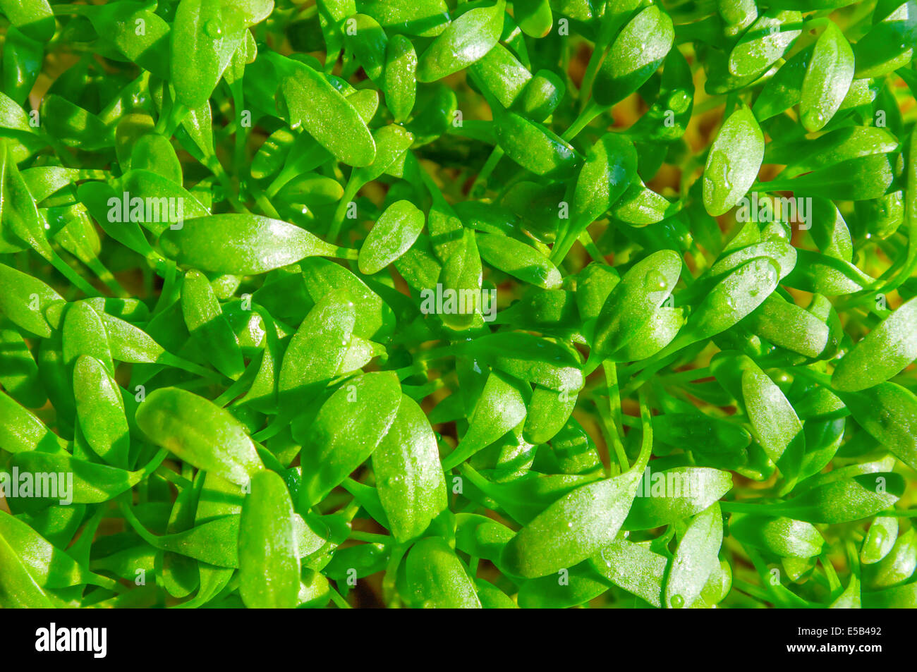 Fresh green cress vegetable healthy cooking Stock Photo - Alamy