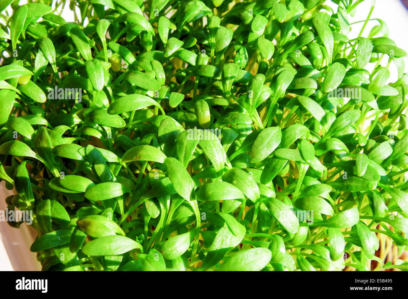 Watercress edible fresh herb hi-res stock photography and images - Alamy