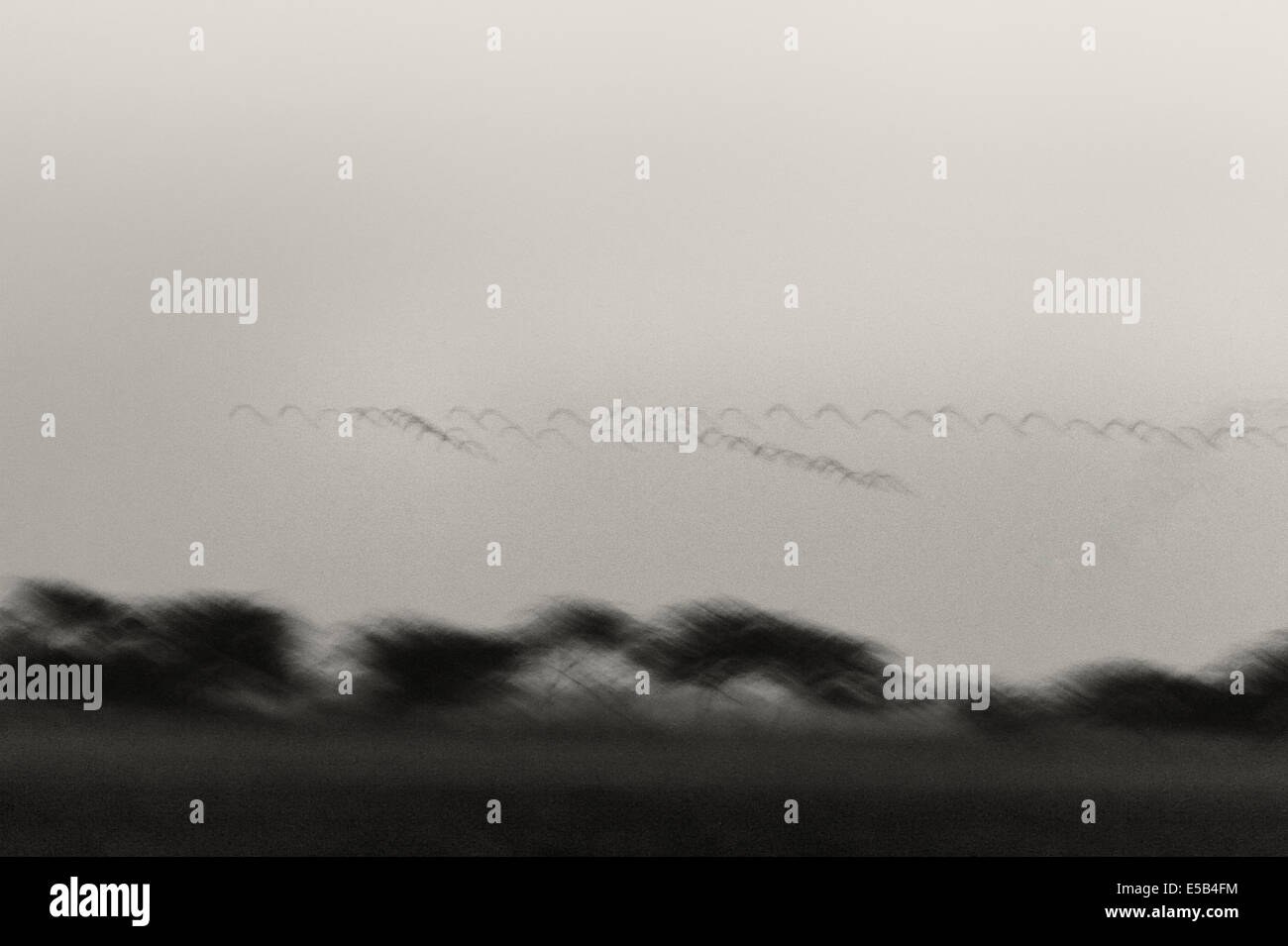 Feeling the birds hi-res stock photography and images - Alamy