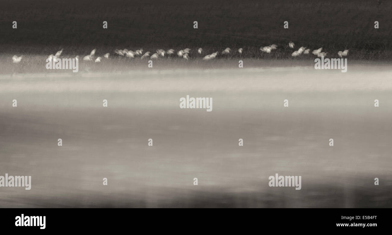 Feeling birds hi-res stock photography and images - Alamy