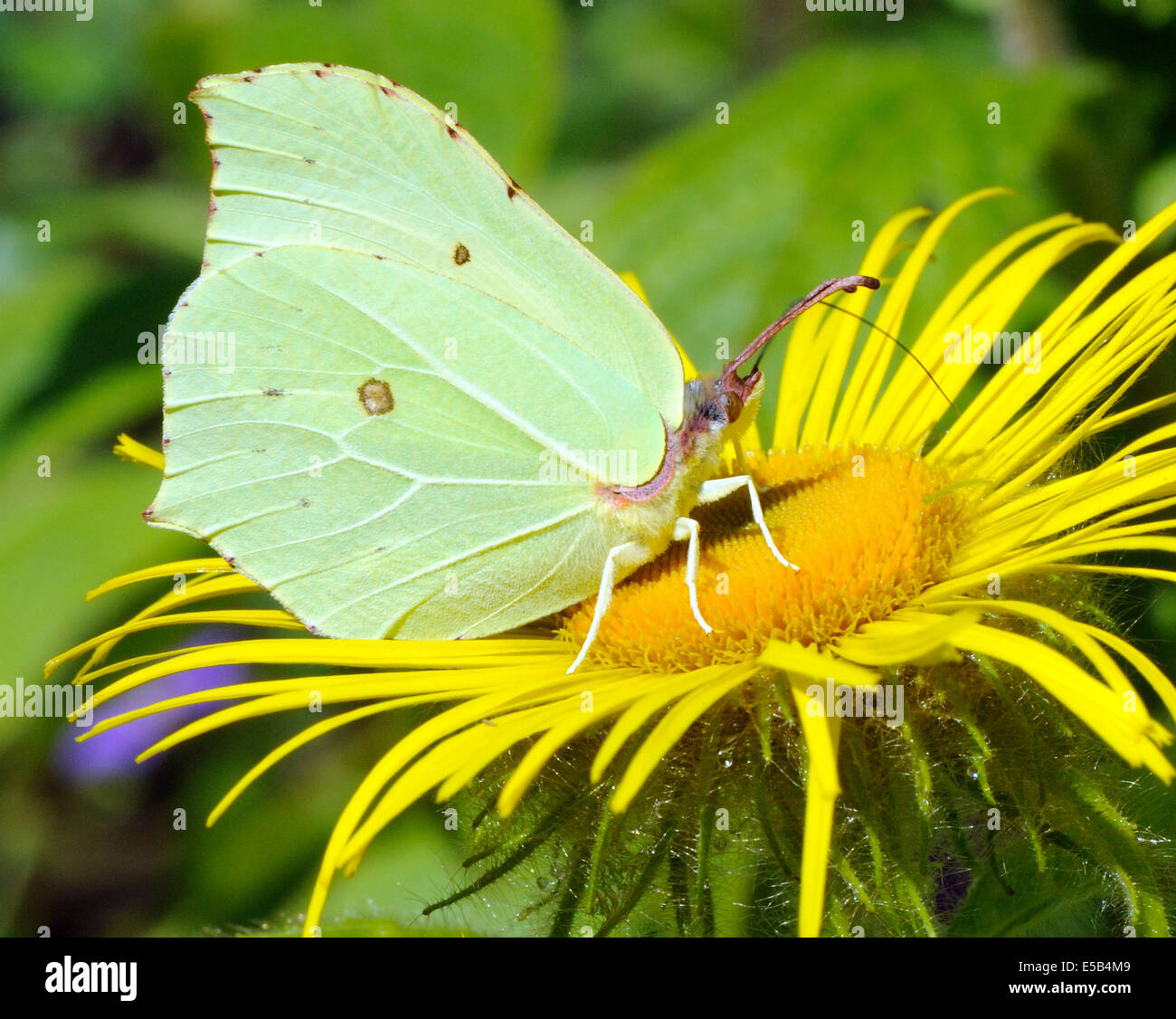 Yellow butterfly brimstone hi-res stock photography and images - Alamy